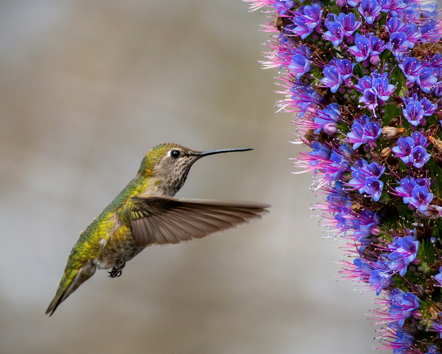 California Native Plants Hummingbirds: Year-Round Garden Guide 2025 ...